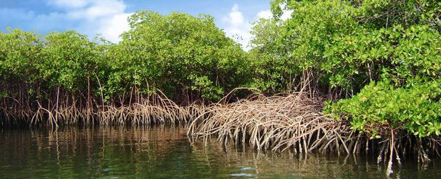 Bakau dan Mangrove: Jenis, Perbedaan, dan Manfaat Lengkapnya! - JUAL ...