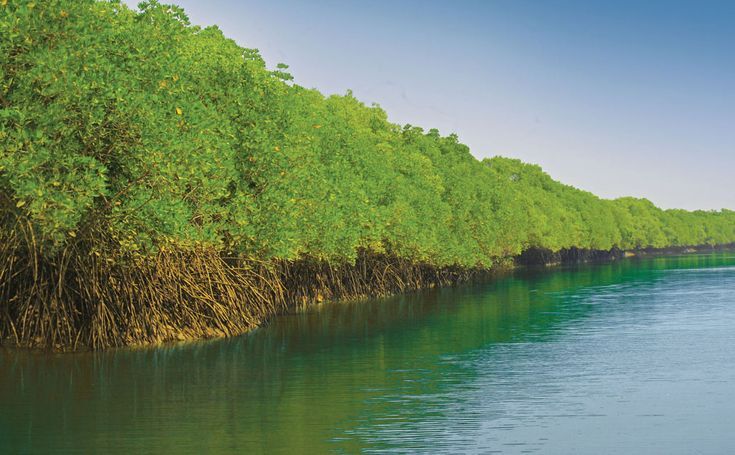 Bakau dan Mangrove: Jenis, Perbedaan, dan Manfaat Lengkapnya! - JUAL ...