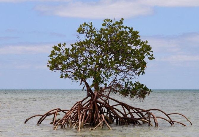 Bakau dan Mangrove: Jenis, Perbedaan, dan Manfaat Lengkapnya! - JUAL ...