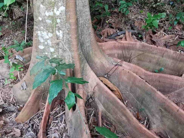 Pohon Pule: Mengenal Asal Usul, Manfaat, dan Mitos yang Beredar - JUAL ...