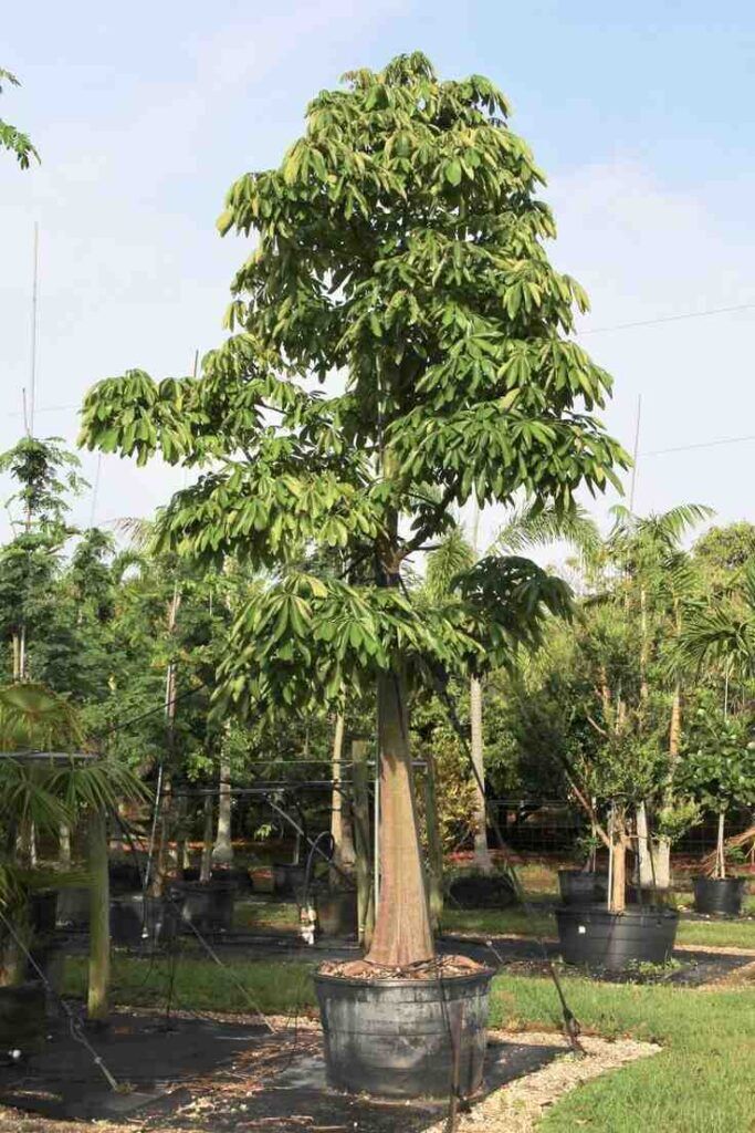 Pohon Pule: Mengenal Asal Usul, Manfaat, dan Mitos yang Beredar - JUAL ...