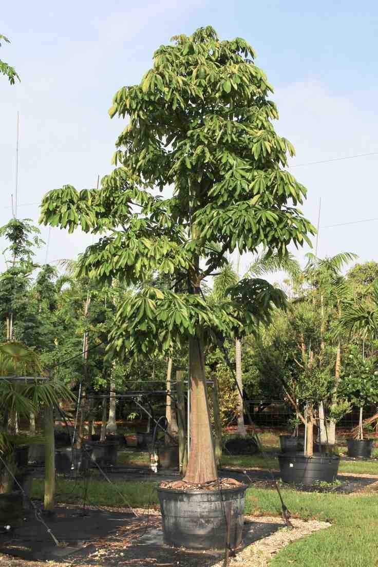 Pohon Pule: Mengenal Asal Usul, Manfaat, dan Mitos yang Beredar - JUAL ...