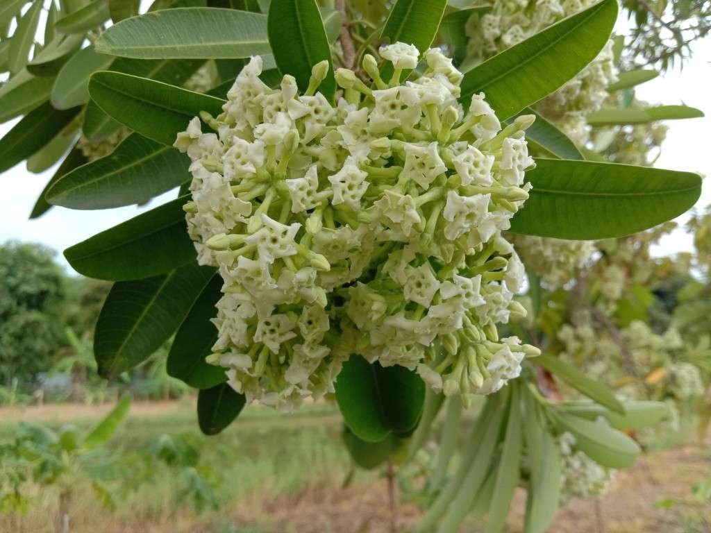 Pohon Pule: Mengenal Asal Usul, Manfaat, dan Mitos yang Beredar - JUAL ...