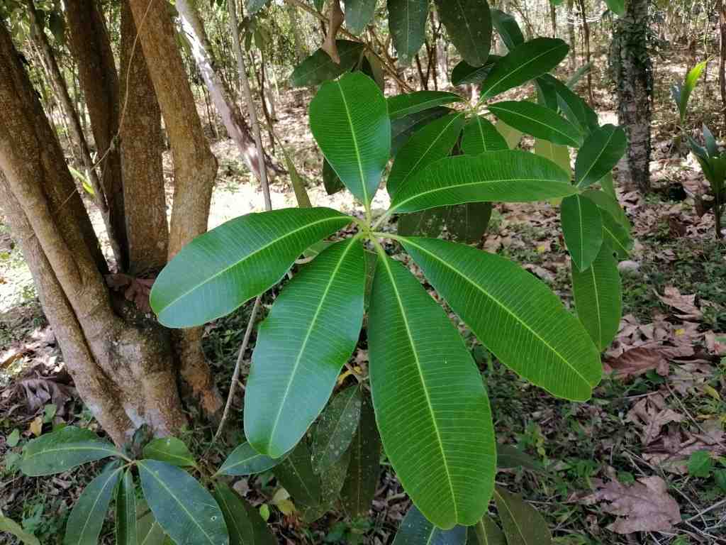 Pohon Pule: Mengenal Asal Usul, Manfaat, dan Mitos yang Beredar - JUAL ...